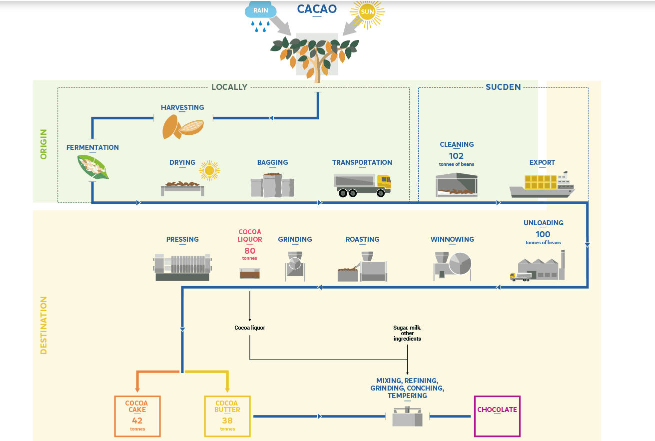 HOW COCOA HELPS TO REGENERATE STEM CELLS - OGALADY